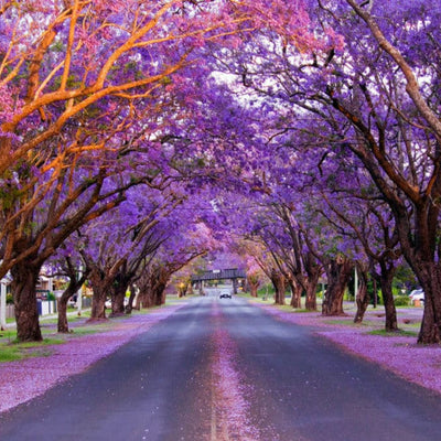 A Local’s Guide to Brisbane’s Suburbs
